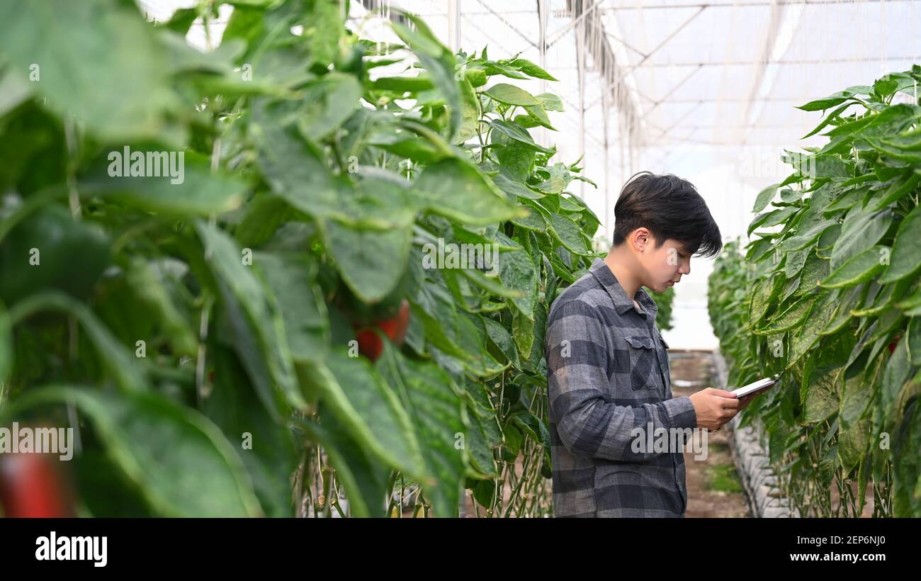 Young smart farmer using digital tablet for checking quality of sweet ...