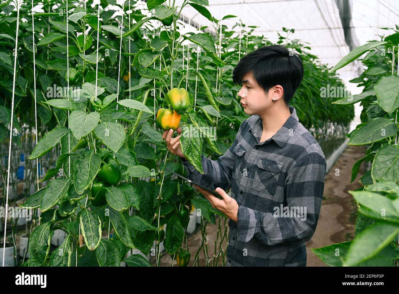 Smart farmer using digital tablet checking quality of sweet pepper in ...