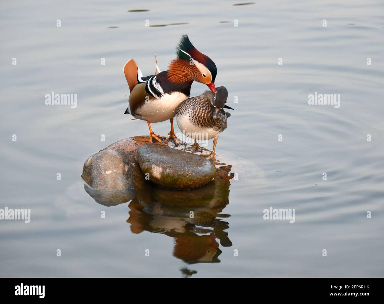 Mandarin ducks play with each other in a lake in Yuyuantan Park in ...