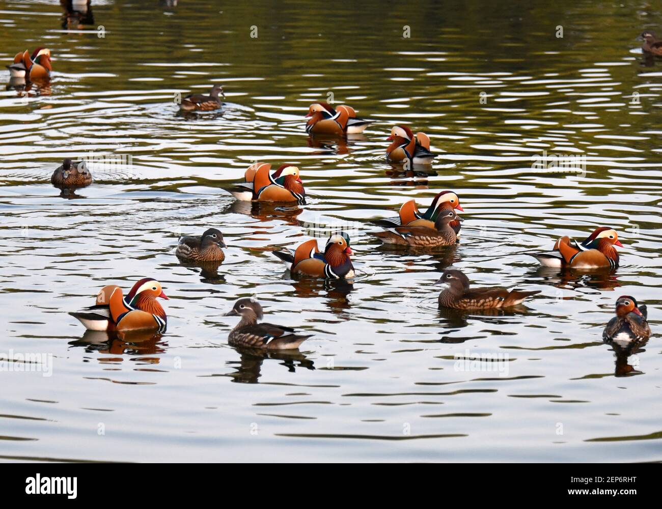 Mandarin ducks play with each other in a lake in Yuyuantan Park in ...