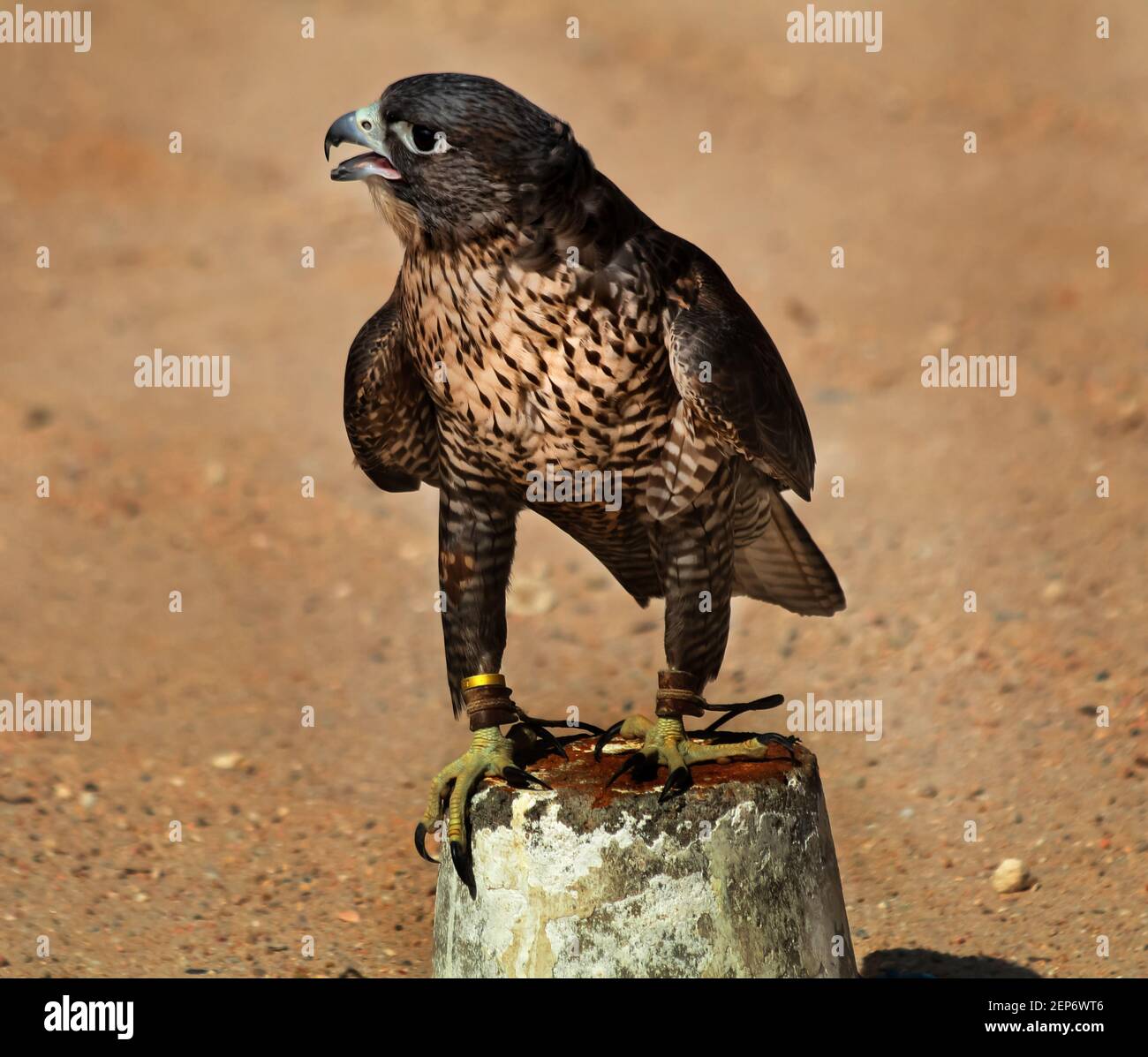 A view of Falcon Bird in Souq Waqif Doha, Qatar Stock Photo - Alamy