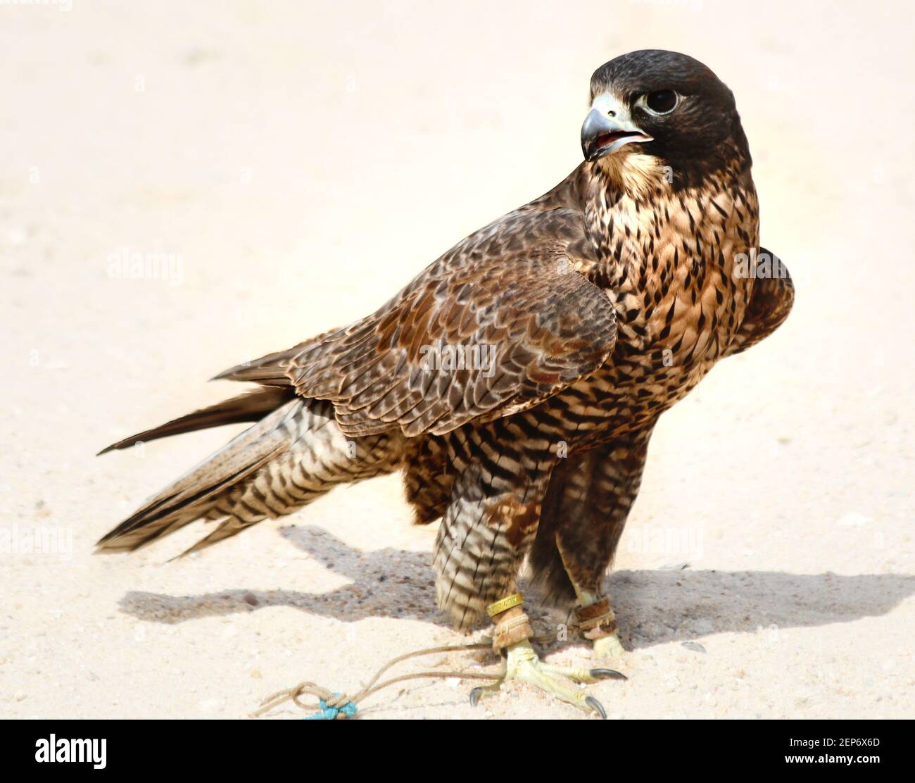 Falcon souq doha hi-res stock photography and images - Alamy