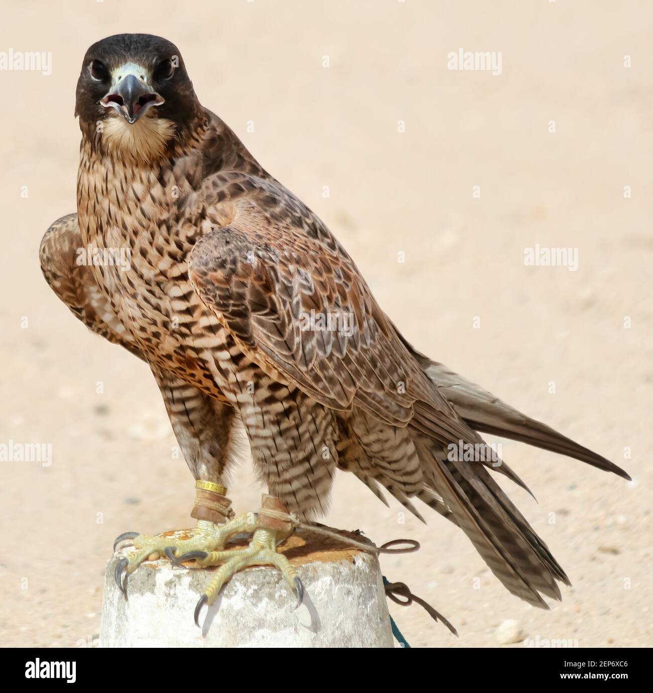 A view of Falcon Bird in Souq Waqif Doha, Qatar Stock Photo - Alamy