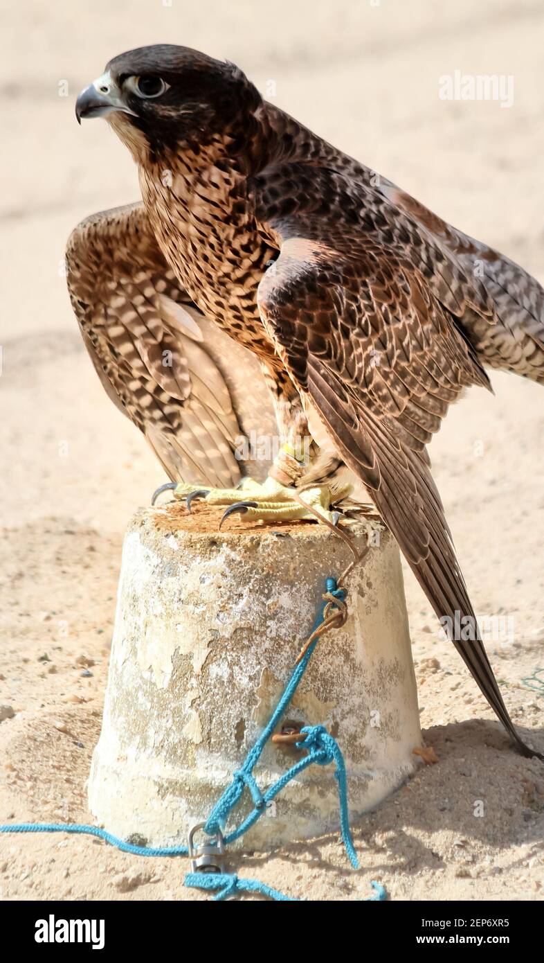 A view of Falcon Bird in Souq Waqif Doha, Qatar Stock Photo - Alamy