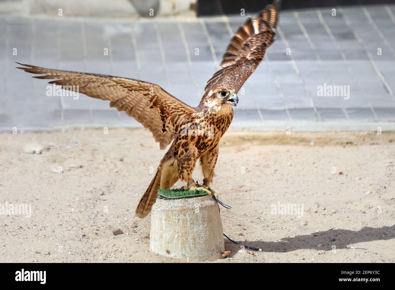 A view of Falcon Bird in Souq Waqif Doha, Qatar Stock Photo - Alamy