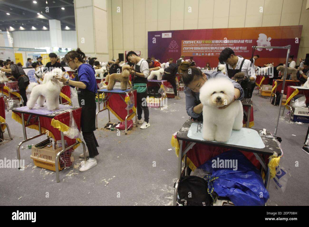 Pet groomers groom pets at the Pet Groomer Qualification Test in ...