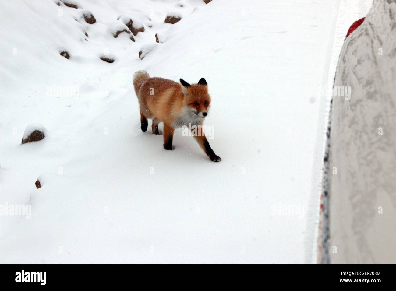 A fox walks in the snow in Altay Prefecture in north-west China's ...