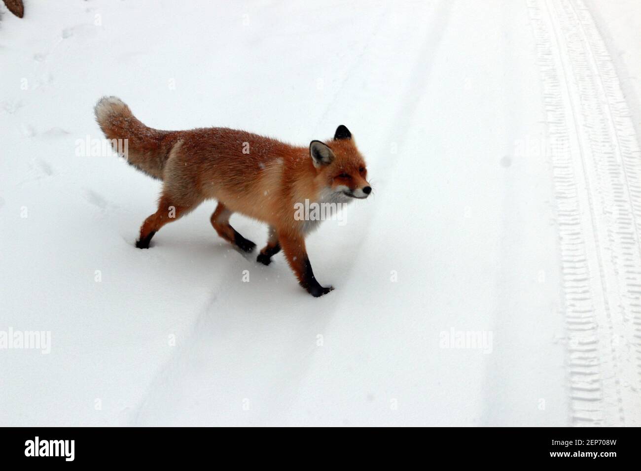 A fox walks in the snow in Altay Prefecture in north-west China's ...