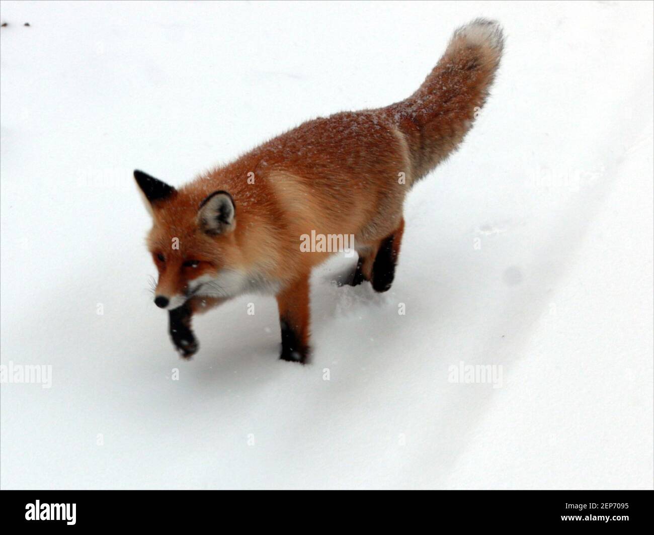 A fox walks in the snow in Altay Prefecture in north-west China's ...