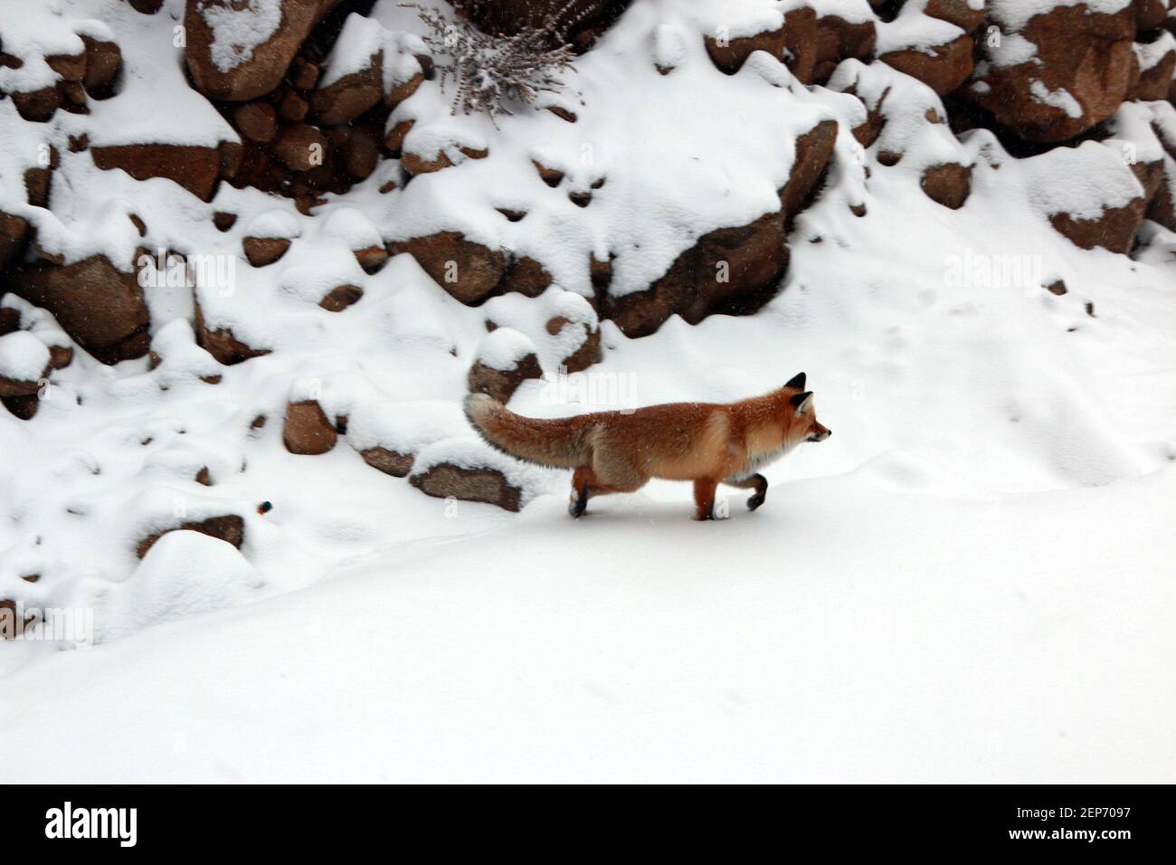 A fox walks in the snow in Altay Prefecture in north-west China's ...