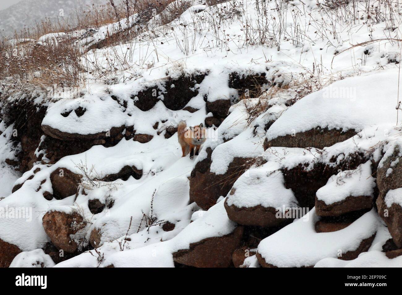 A fox walks in the snow in Altay Prefecture in north-west China's ...