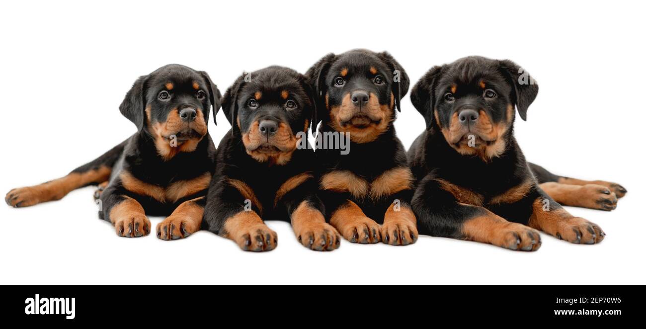 Rottweiler puppies isolated on white backgroung Stock Photo - Alamy