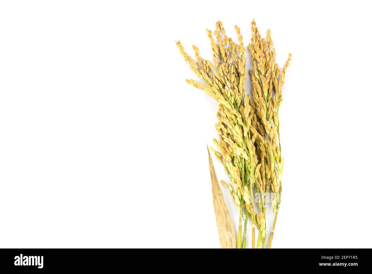 Close up ear of paddy, ears of Thai jasmine rice isolated on white ...