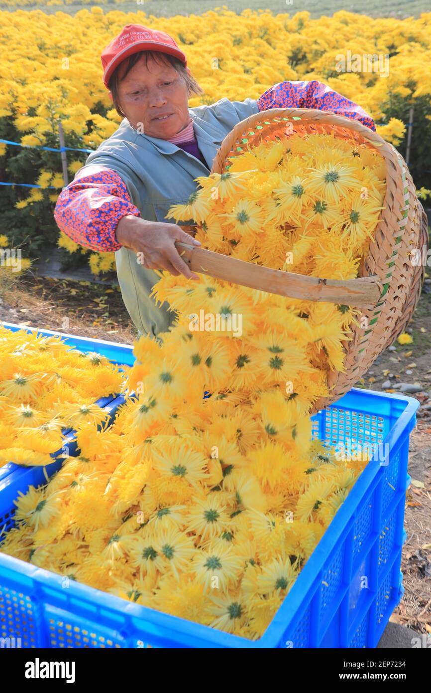 Farmers pick and harvest chrysanthemum among a field of golden mum in ...