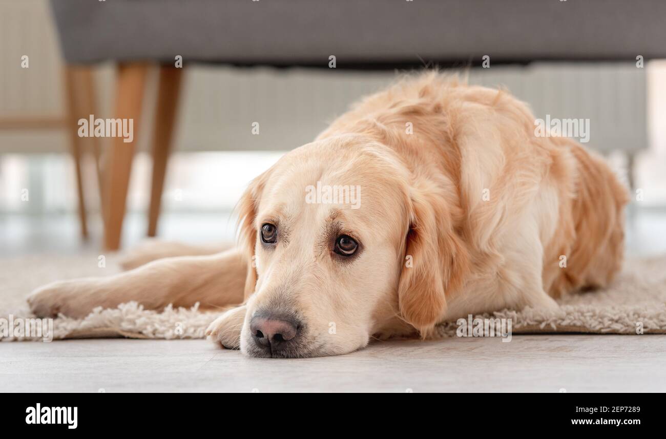 Golden retriever dog indoor Stock Photo - Alamy