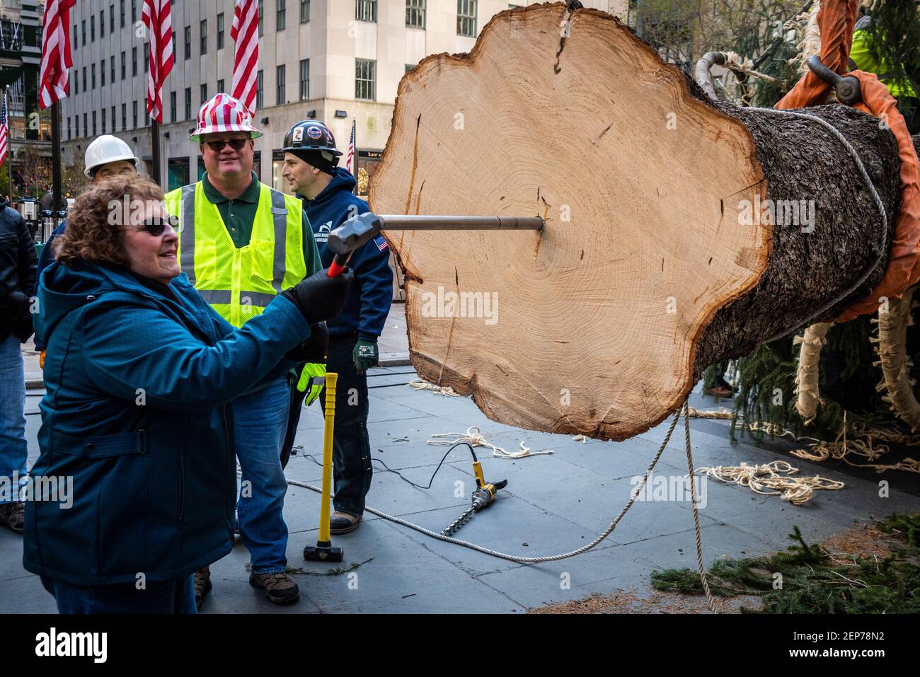 Carol Schultz, the donor of the 77-feet tall Norway Spruce, drives a ...