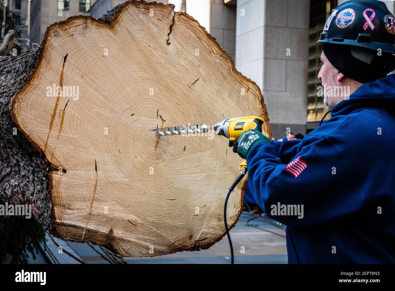 A member of the 2019 Rockefeller Center Christmas Tree installation ...