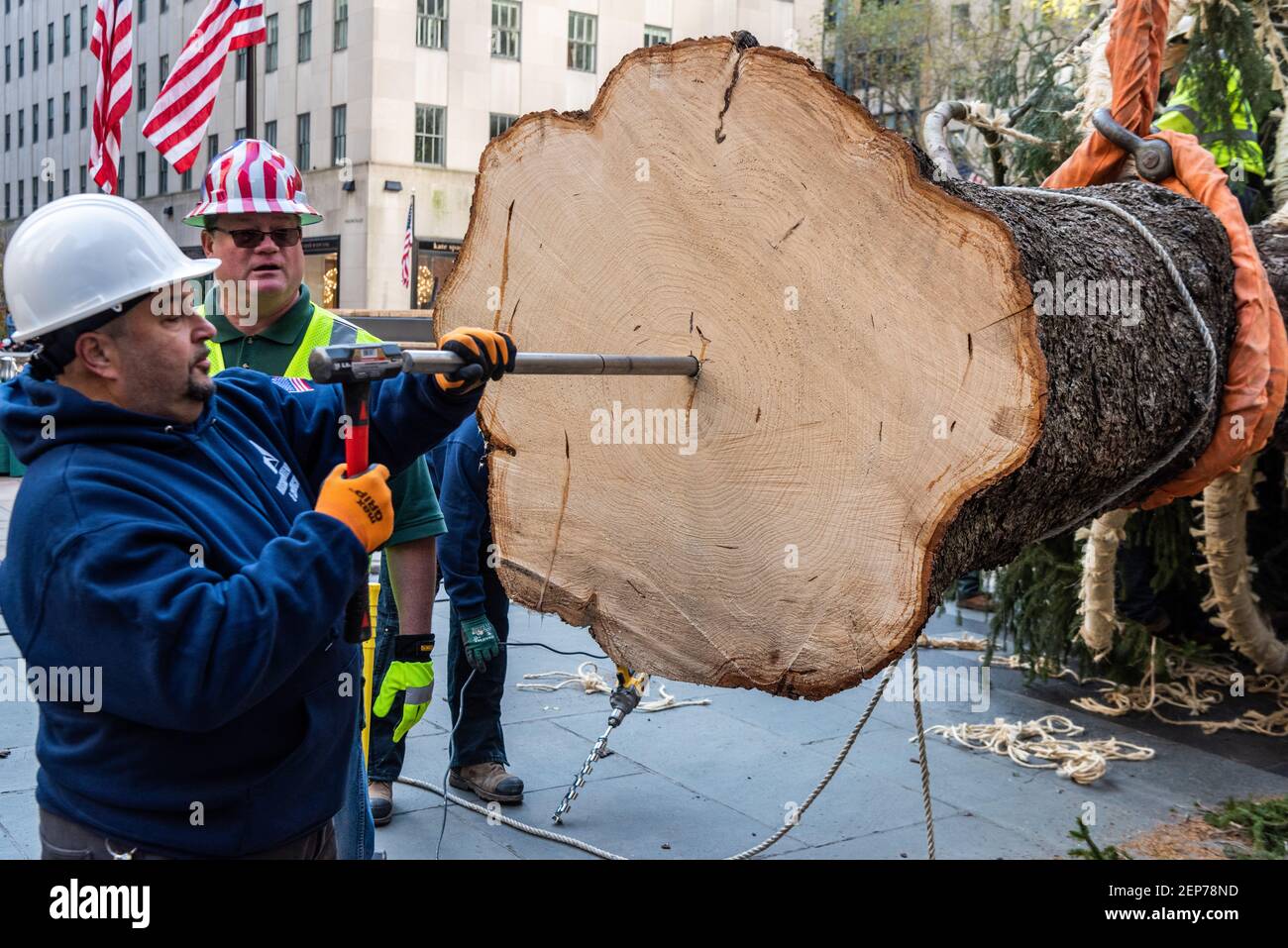 A member of the 2019 Rockefeller Center Christmas Tree installation ...
