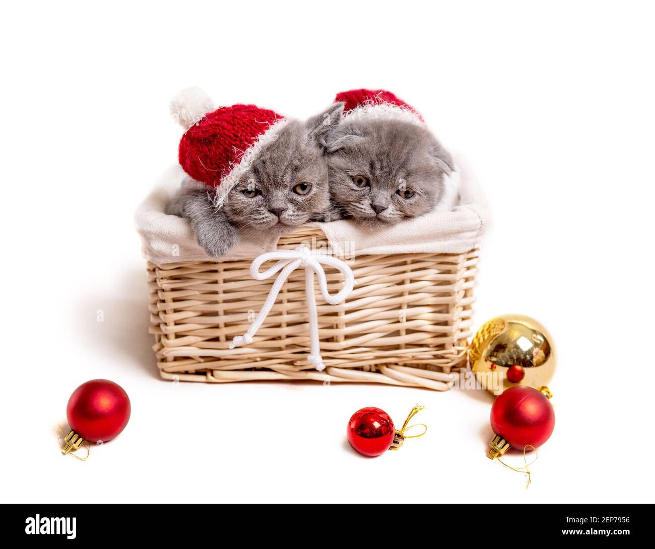 Cute kittens in pet Cut Out Stock Images & Pictures - Alamy
