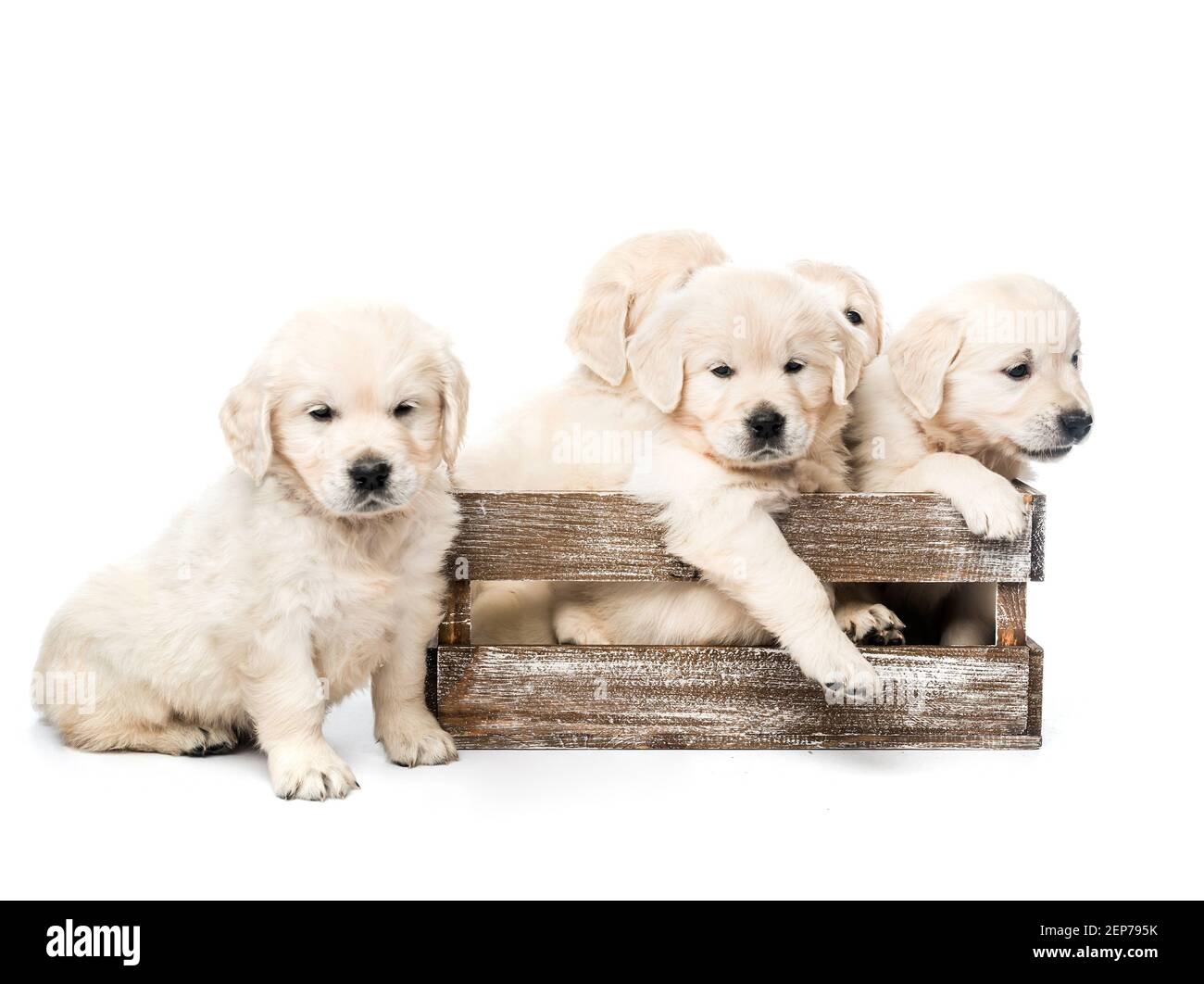 Five golden retriever puppies together isolated Stock Photo - Alamy