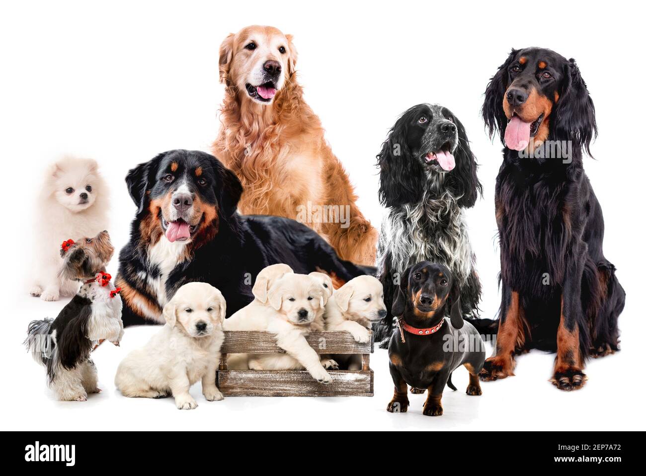 Group of cute fluffy dogs Stock Photo - Alamy