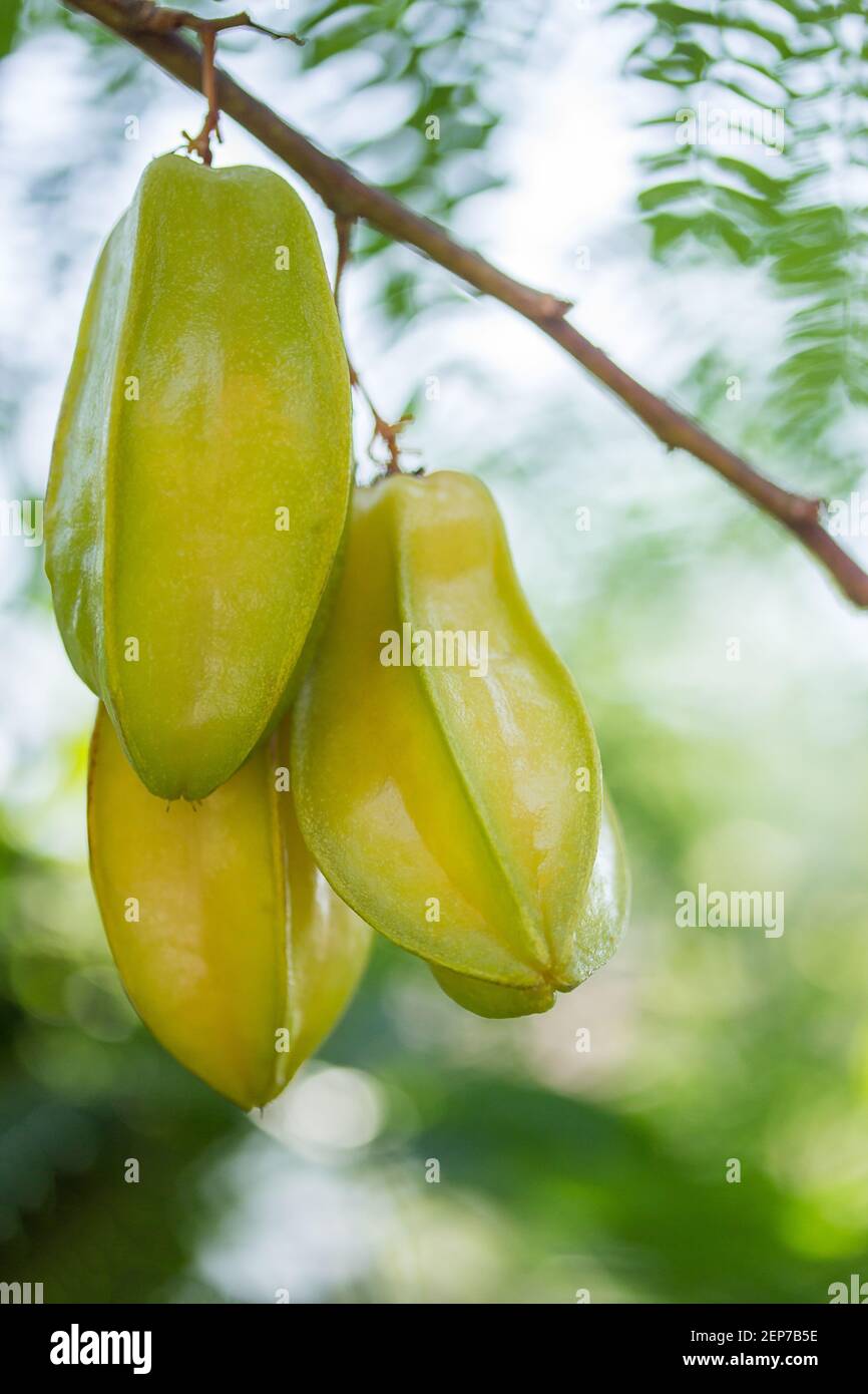 Close up green and yellow star apple fruit on the tree. healtht eating ...
