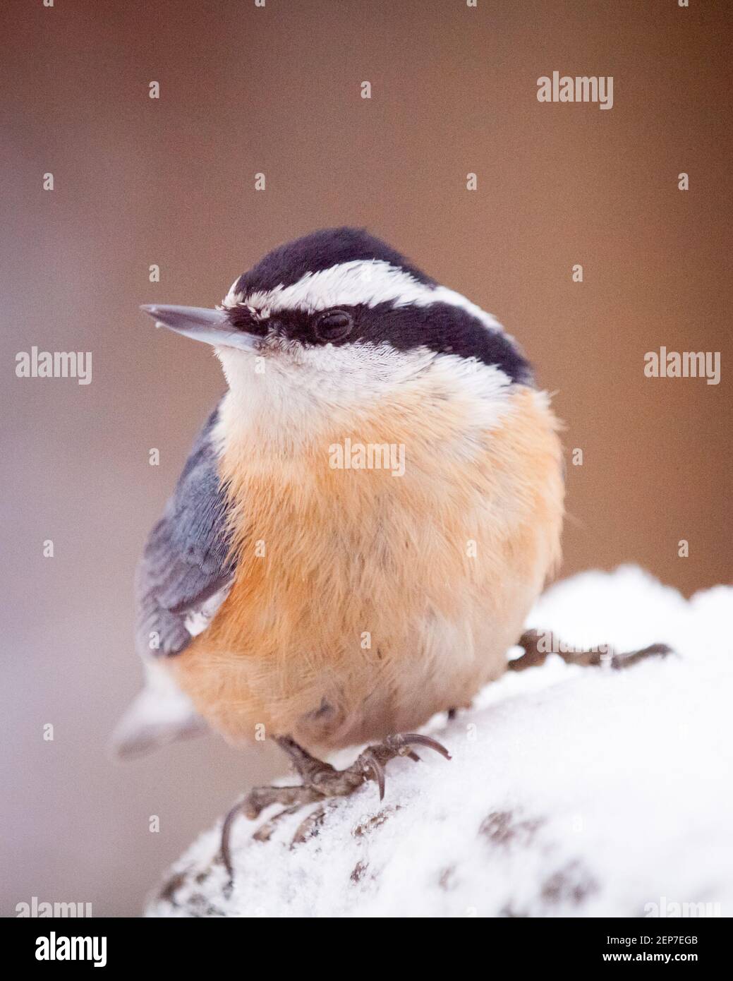 Male red breasted nuthatch hi-res stock photography and images - Alamy