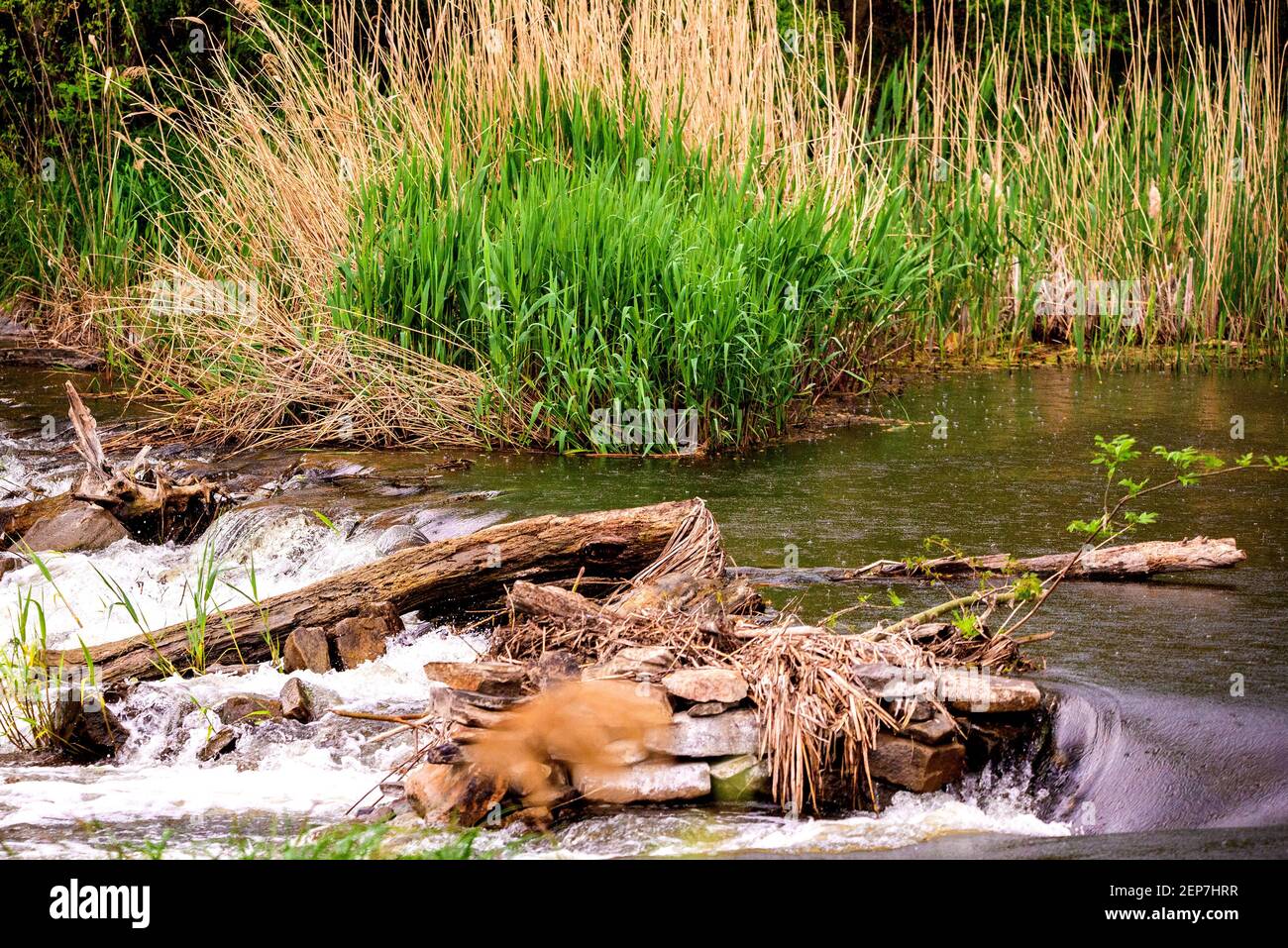 Forest spring or river flow landscape, calm nature background Stock ...