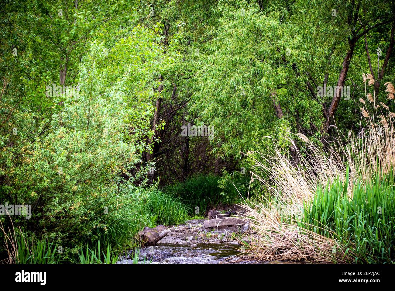 Forest spring or river flow landscape, calm nature background Stock ...