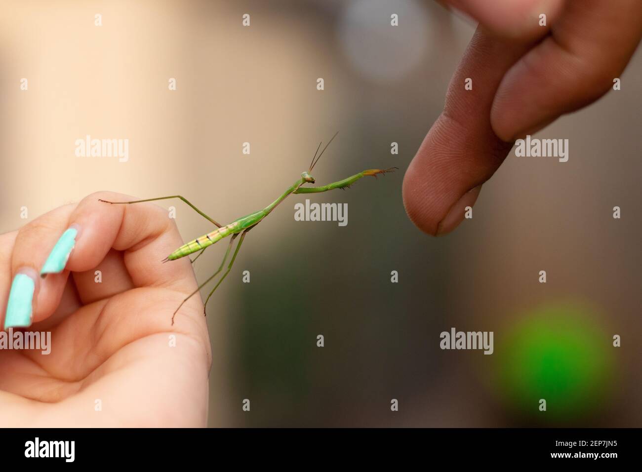 Praying mantis hands hi-res stock photography and images - Alamy
