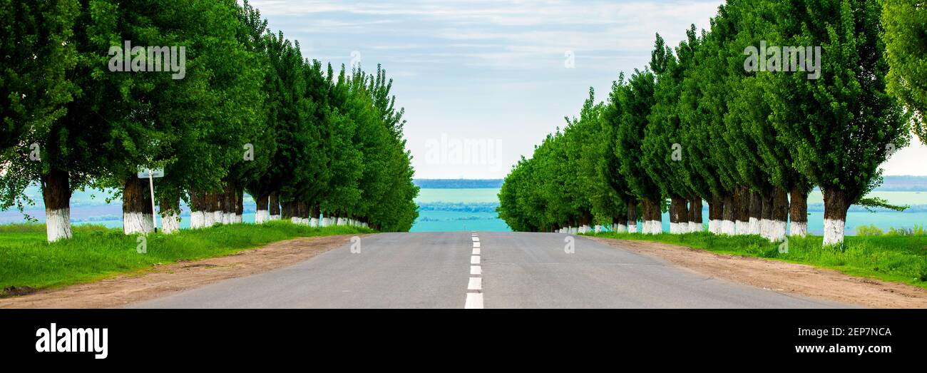 A rows of trees along the road Stock Photo - Alamy