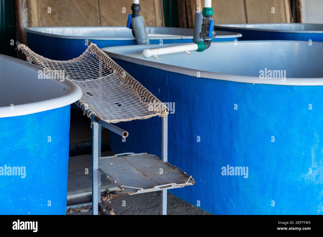 Table for extracting sturgeon caviar from an adult fish on fish farm ...