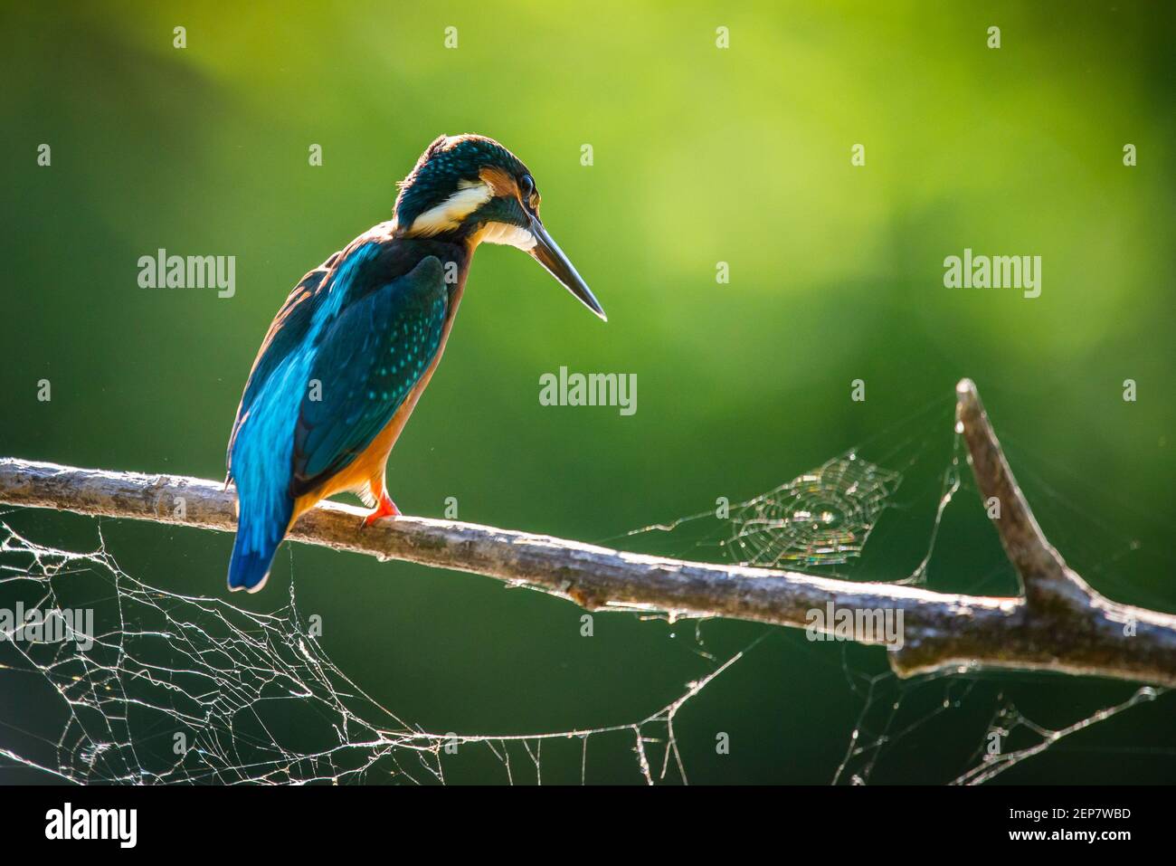 Common European Kingfisher or Alcedo atthis sits on a stick above the ...