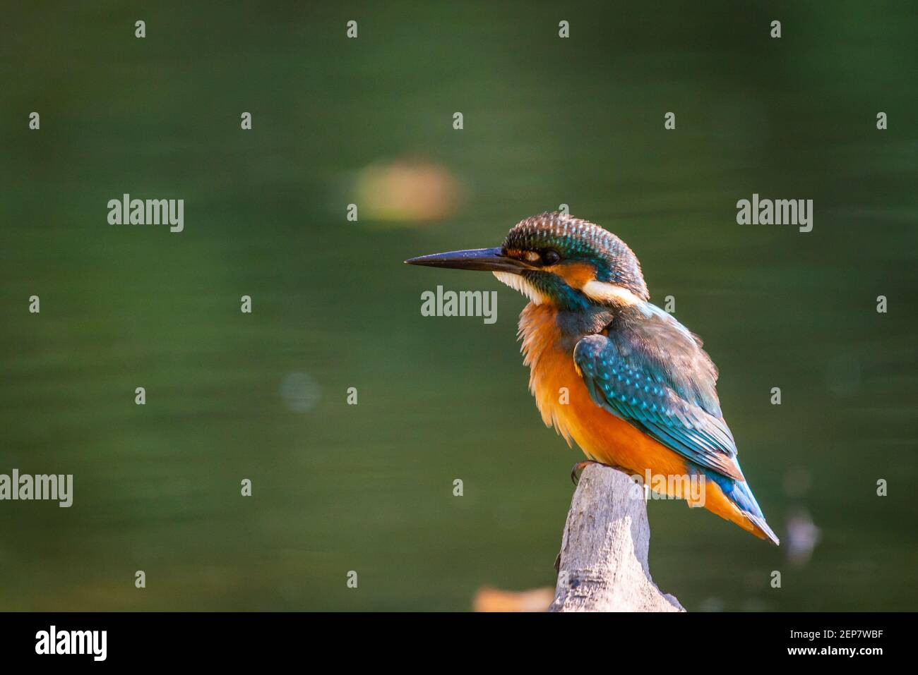 Common European Kingfisher or Alcedo atthis sits on a stick above the ...