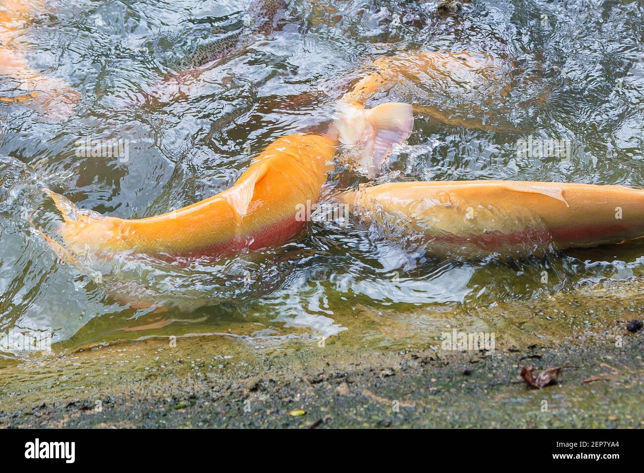 Golden, rainbow trout on a fish farm splashing in the water. Fish are ...