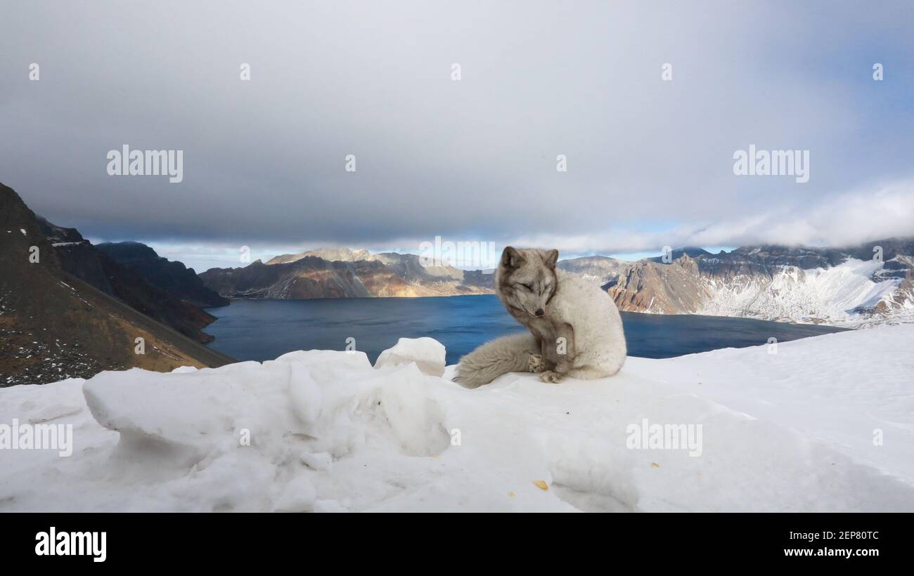 An arctic fox sits on the snow groud near the Tianchi Lake in Changbai ...