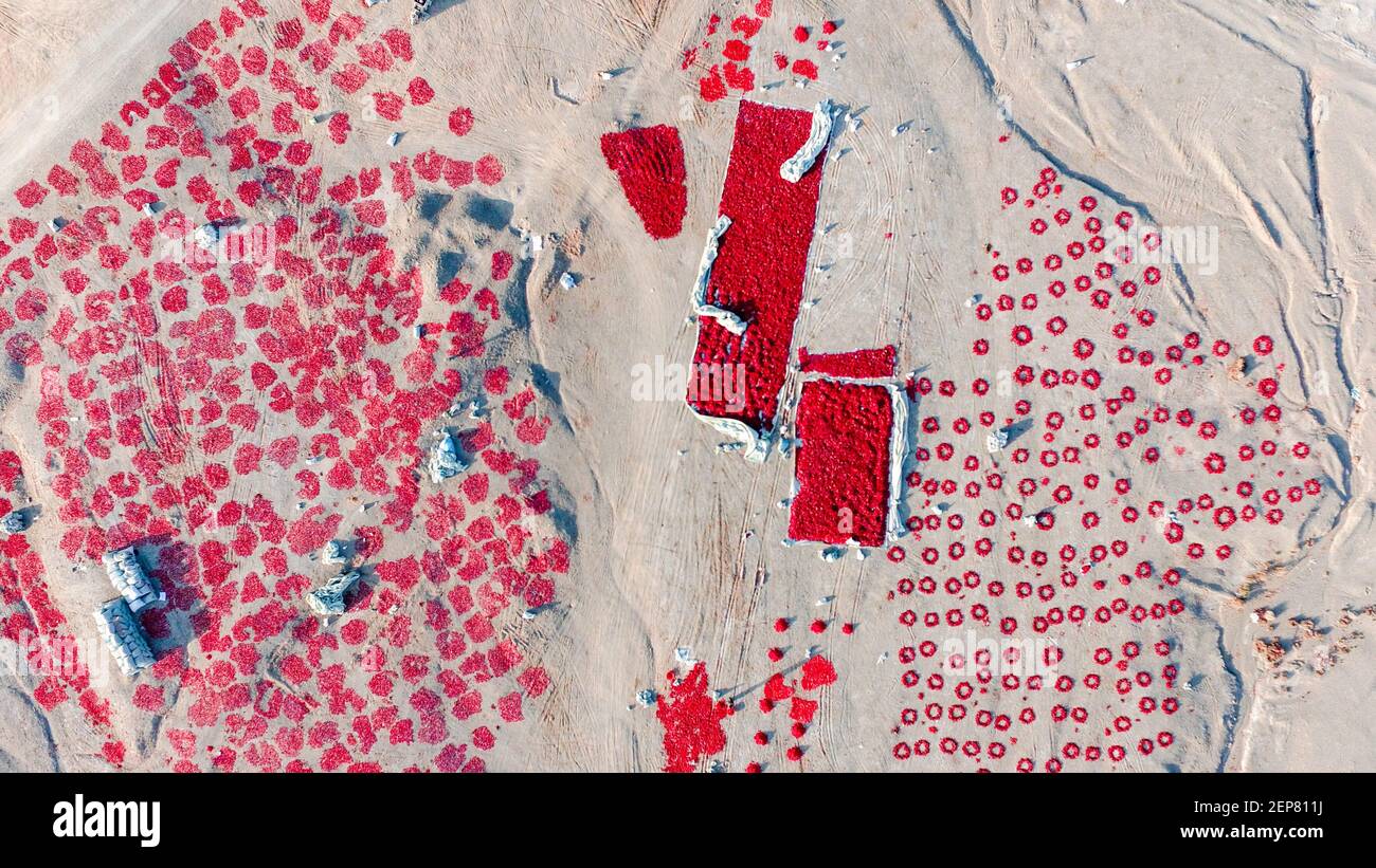 This aerial view shows local Chinese farmers drying chilli peppers at a ...