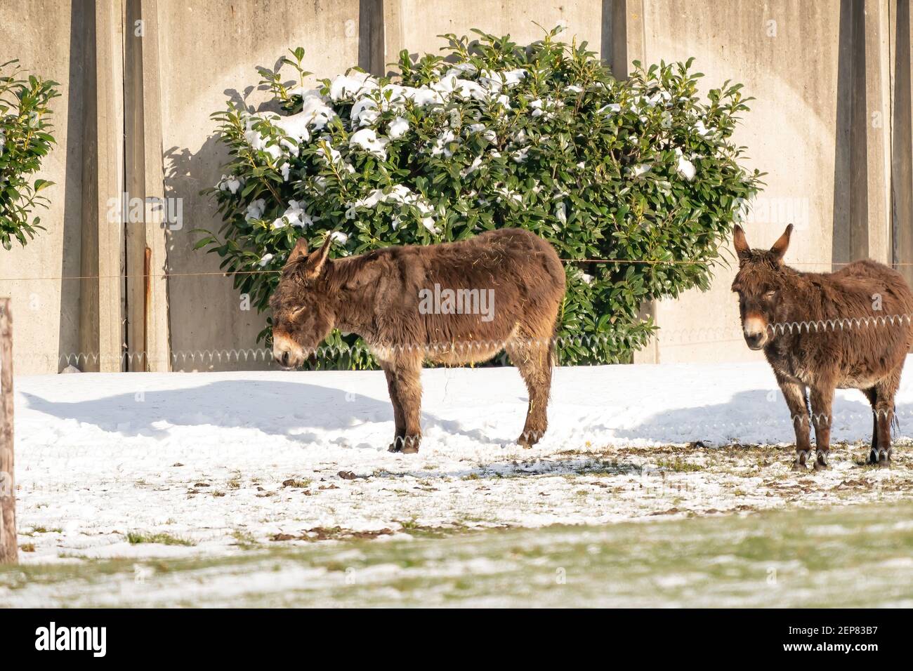 Side view of two gray brown donkeys standing on snow. In a winter ...