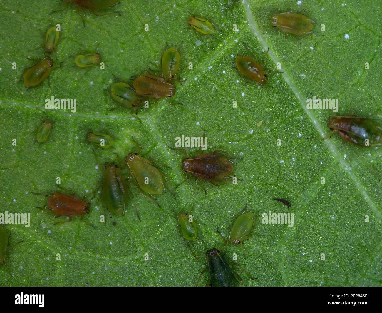 lice on a leaf of a mallow Stock Photo - Alamy