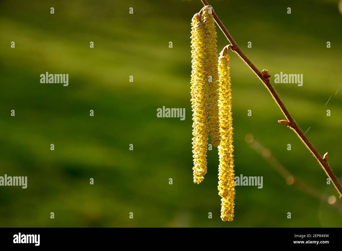 Hazelnut blossom in Germany in wintertime Stock Photo - Alamy