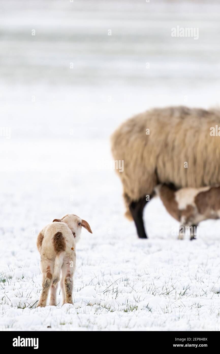 Sheep in a snowy pasture. One newborn lamb looking back. Winter on the ...