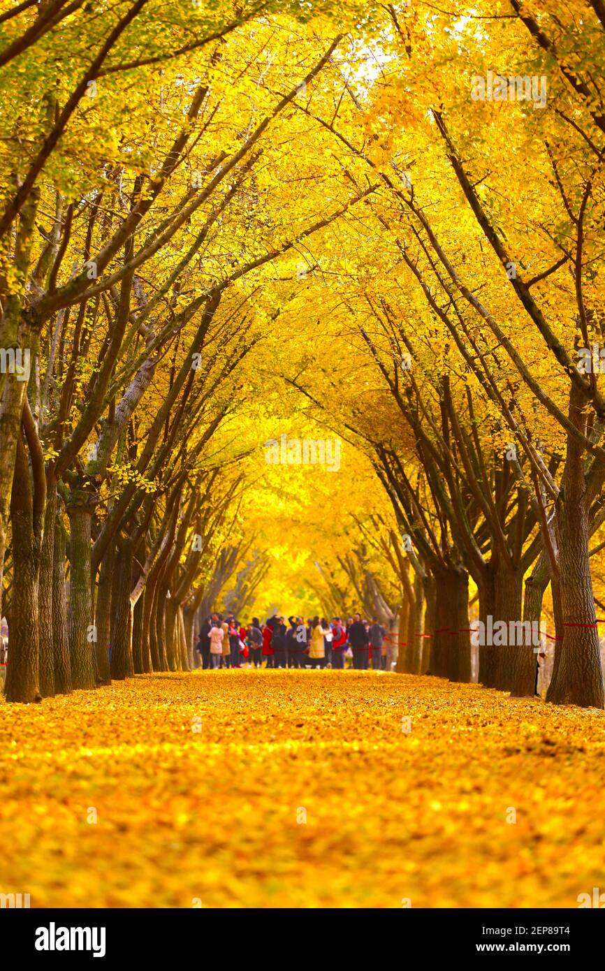People walk under the ginkgo trees at the gingko avenue in Yazhuang ...