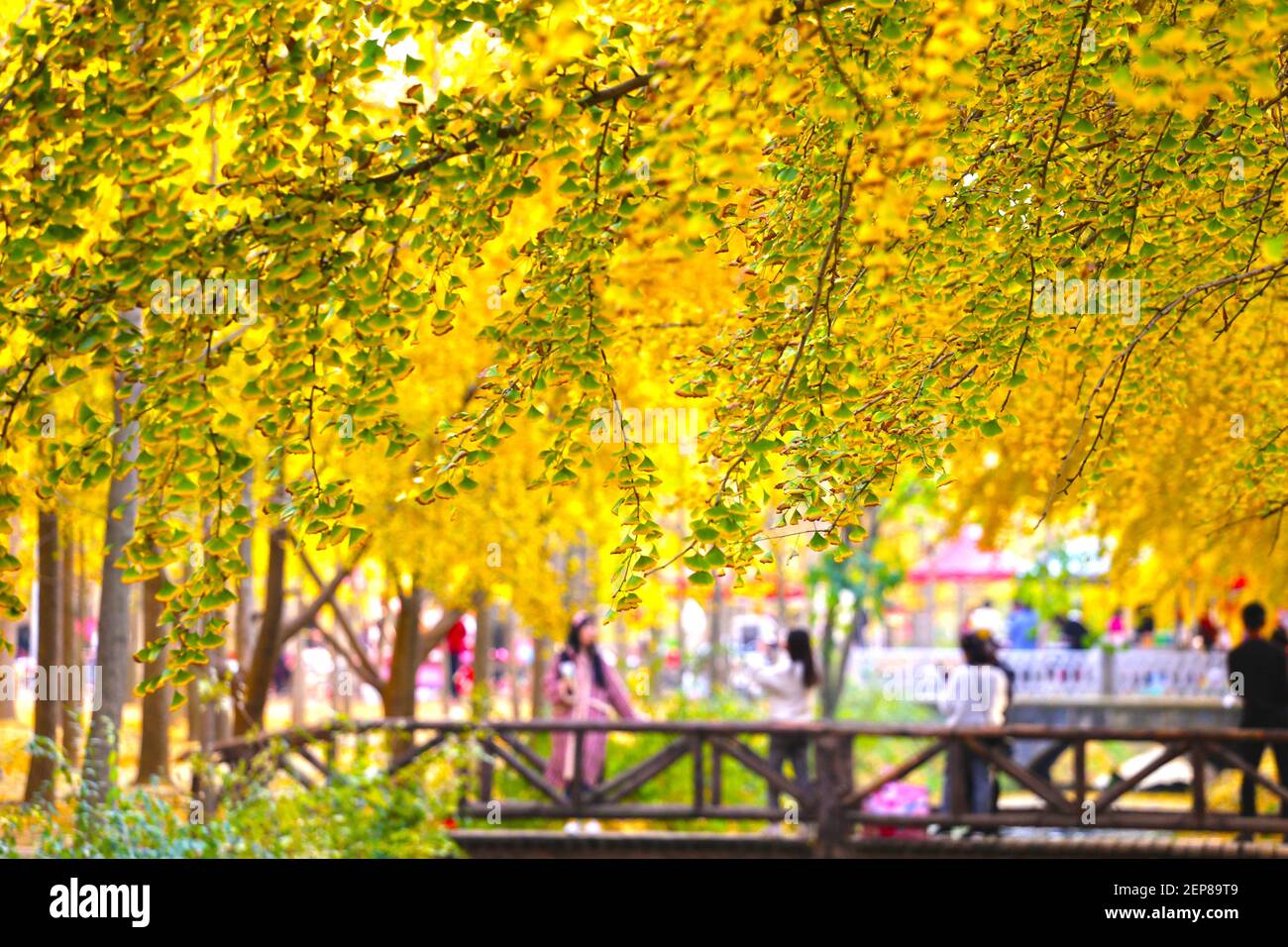 People take pictures under the ginkgo trees at the gingko avenue in ...