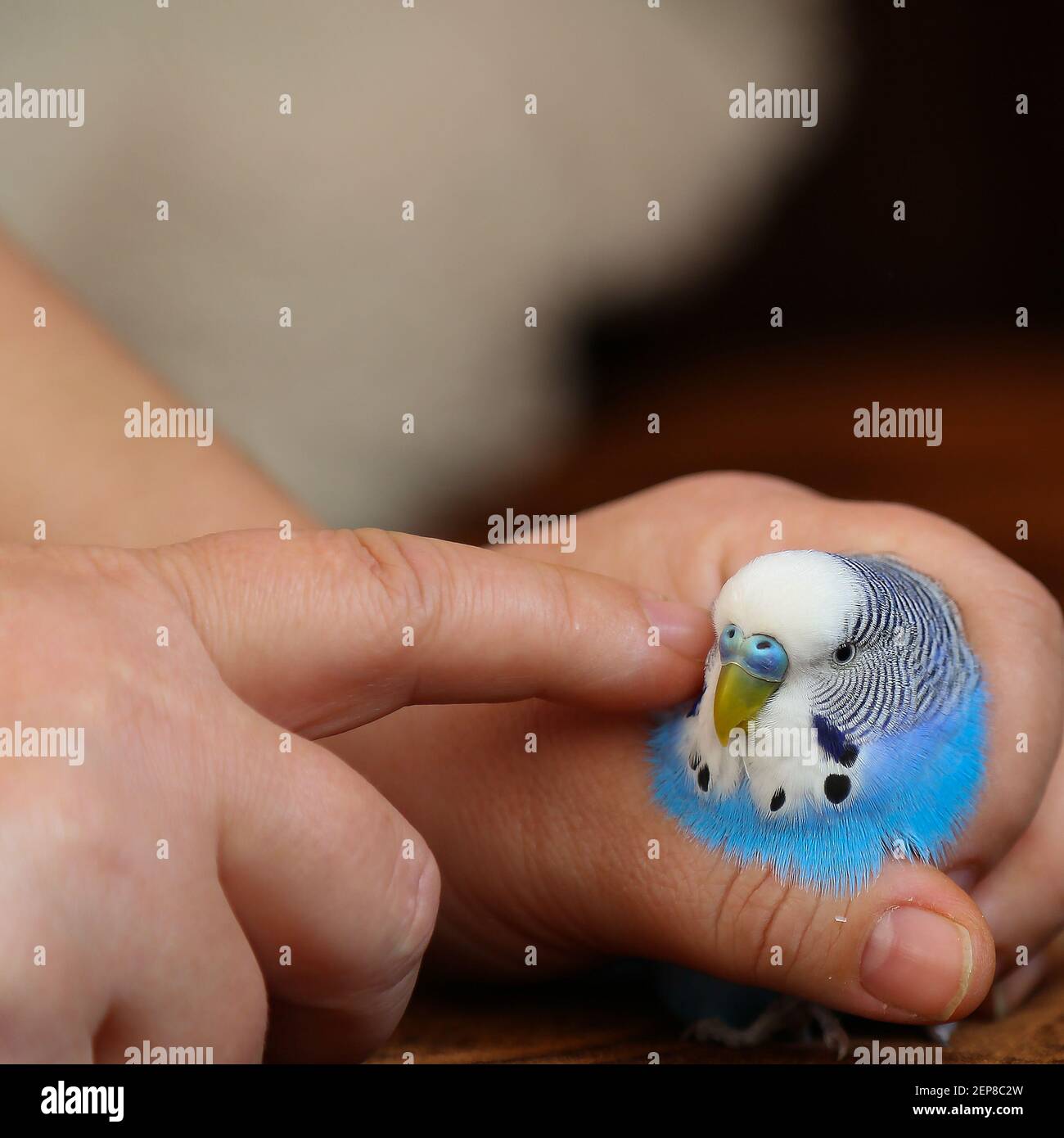 A person holds a parrot in his hand and strokes it with his finger ...