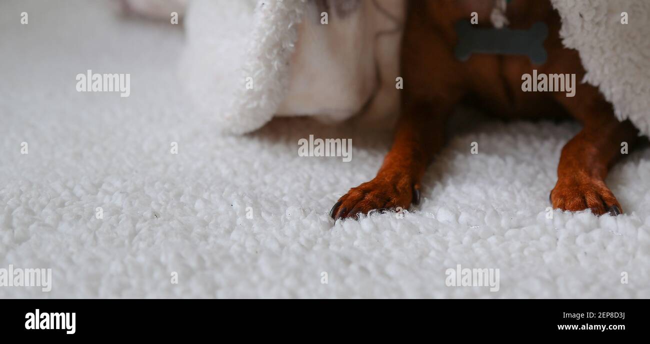 The brown dog is lying on a white blanket and covered with a white ...
