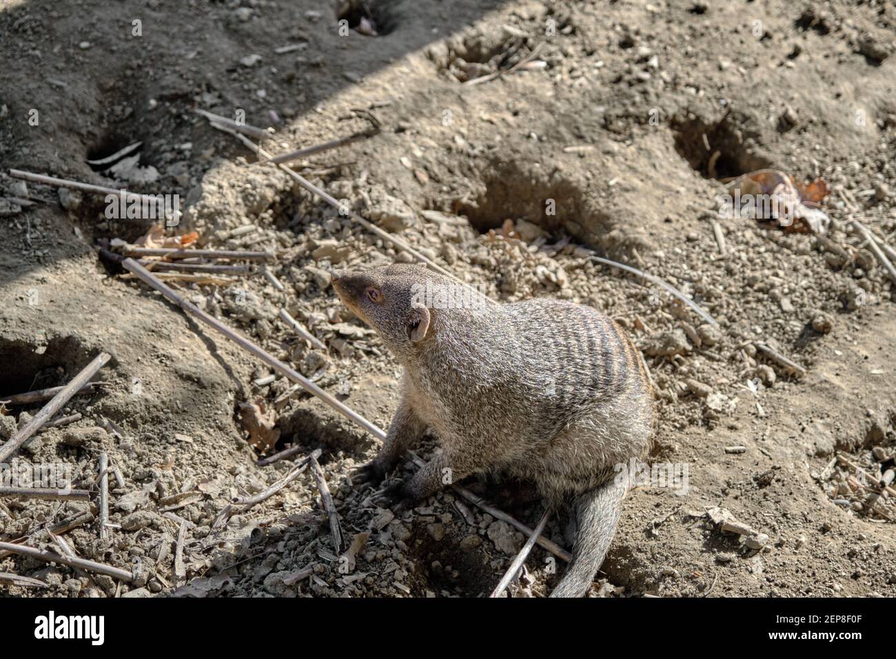 Banded mongooses in zoo during sunny day. Animals looks like big mouse ...