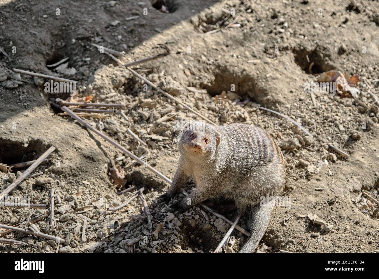 Banded mongooses in zoo during sunny day. Animals looks like big mouse ...