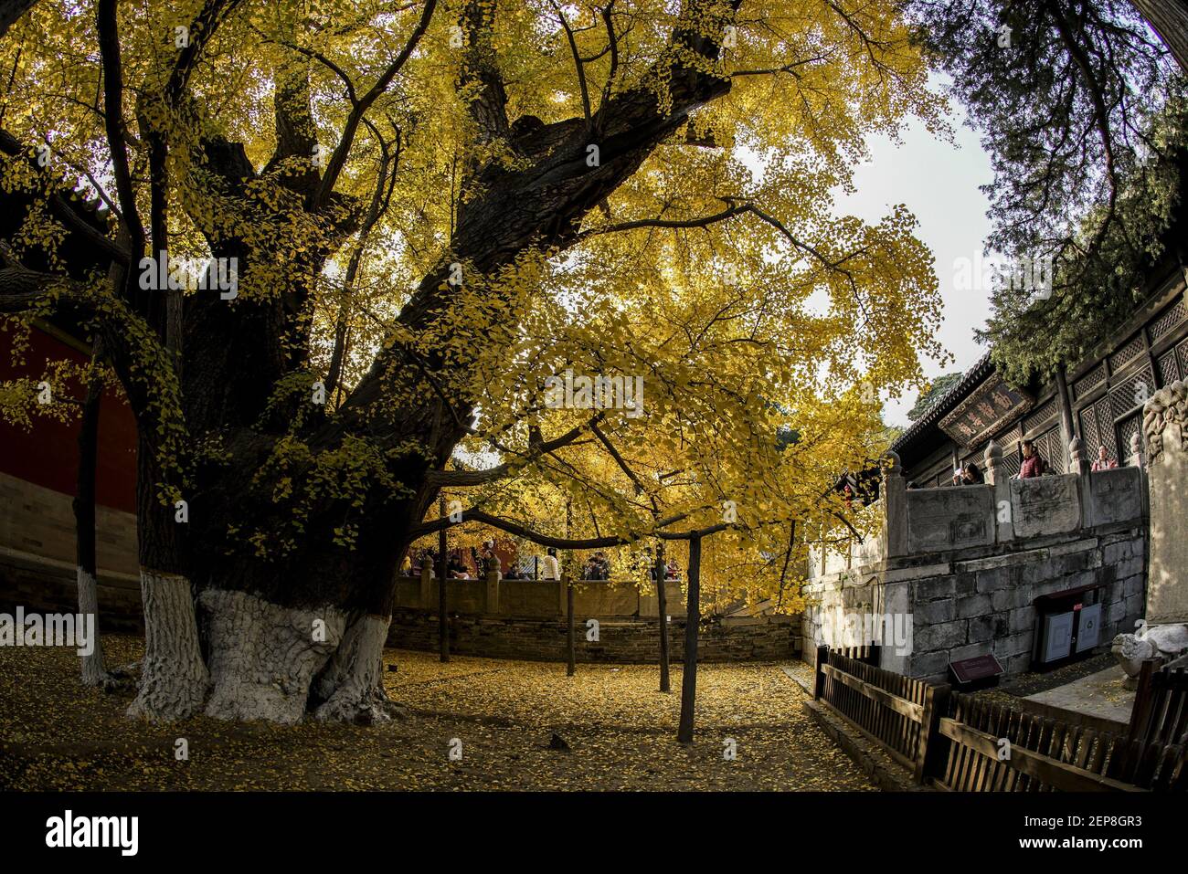 Beijing,CHINA-Autumn at Dajue Temple in Xishan. Dajue Temple is located ...