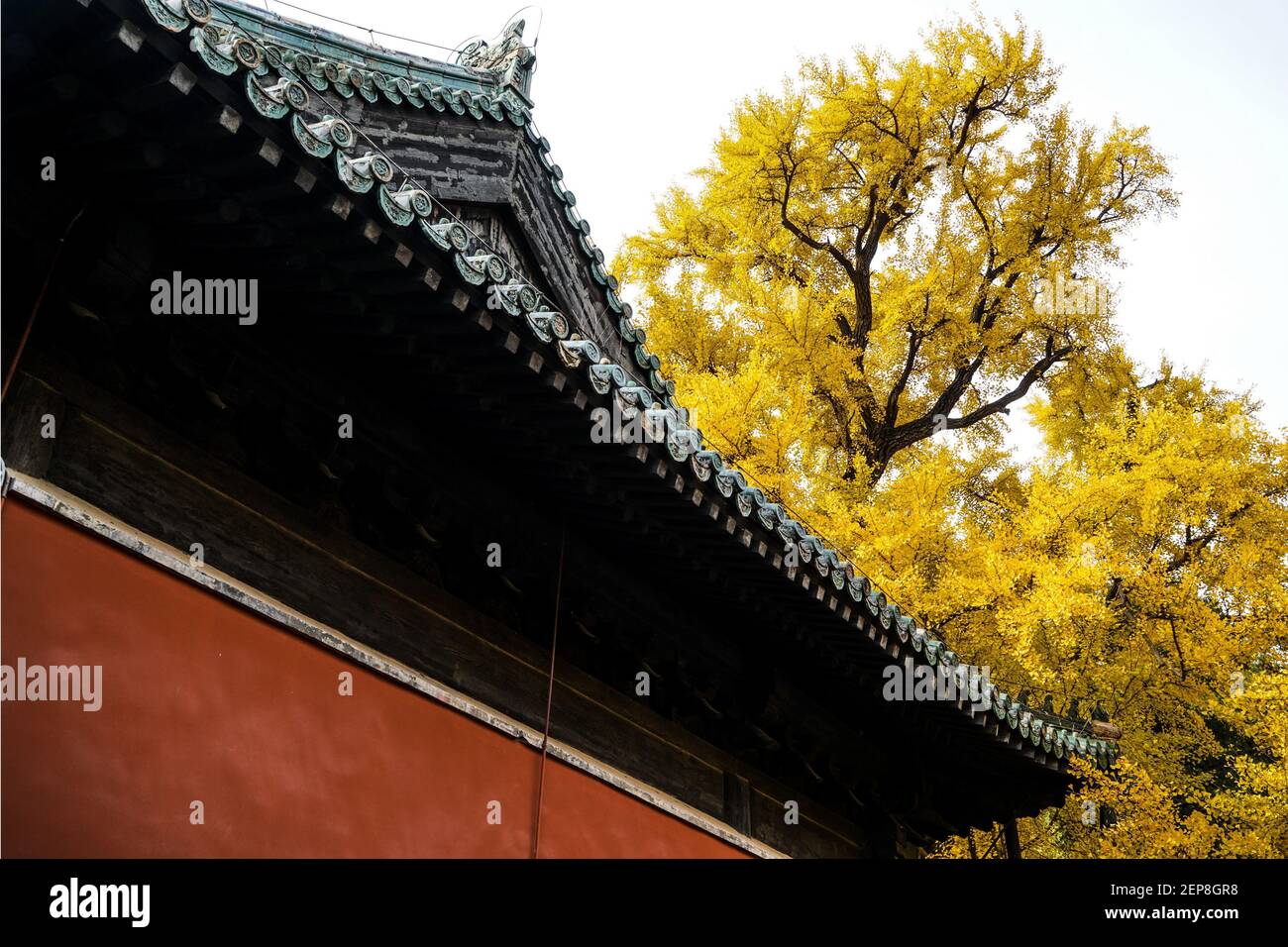 Beijing,CHINA-Autumn at Dajue Temple in Xishan. Dajue Temple is located ...