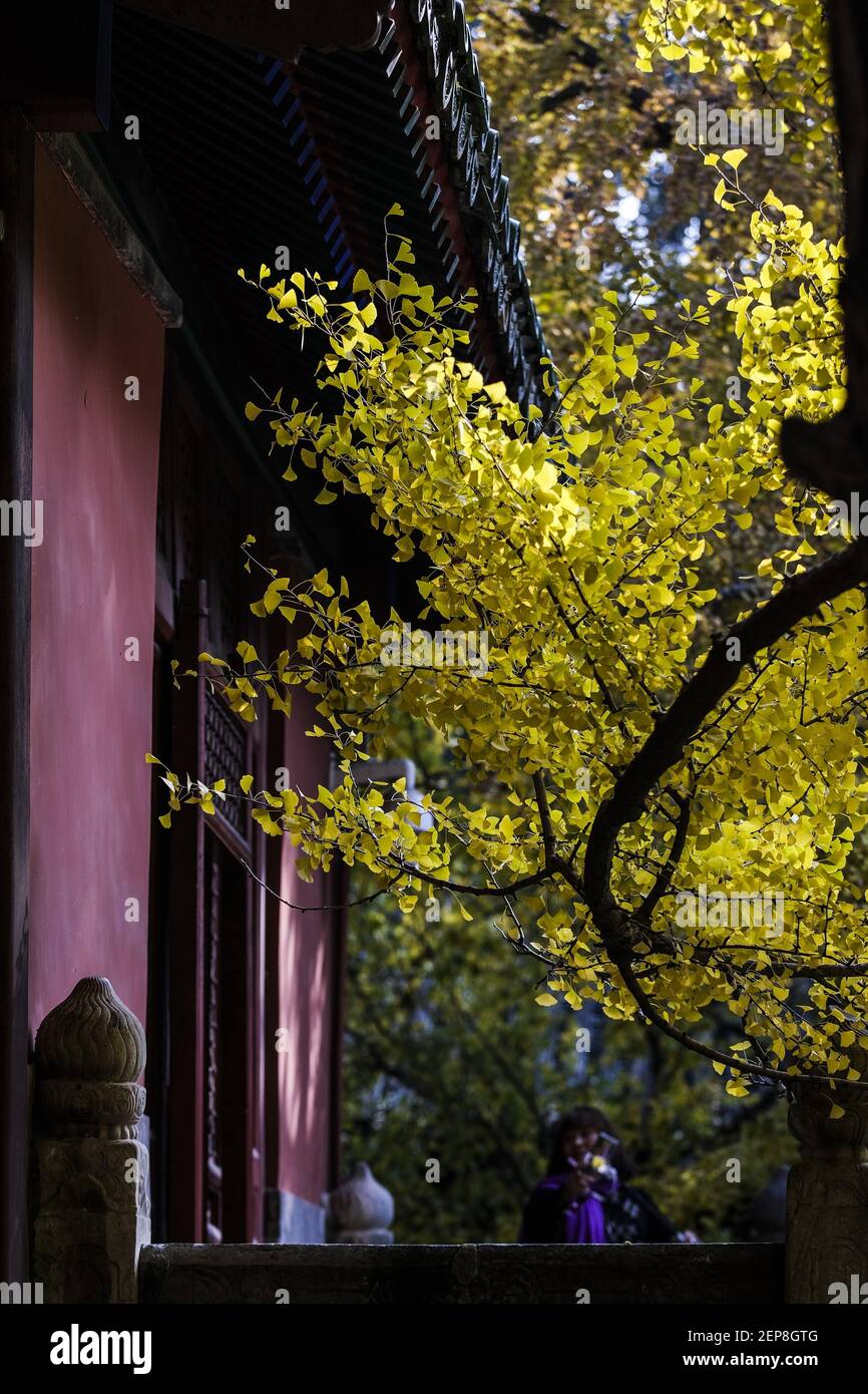 Beijing,CHINA-Autumn at Dajue Temple in Xishan. Dajue Temple is located ...